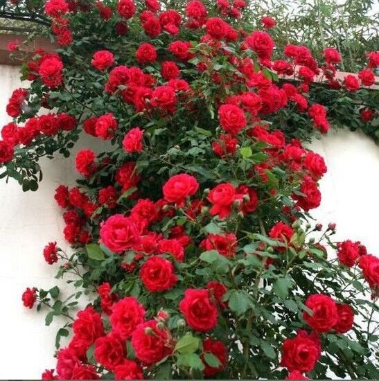 10 Seeds Climbing Red Rose Seeds Flower Bush Perennial Bloom Shrub ...