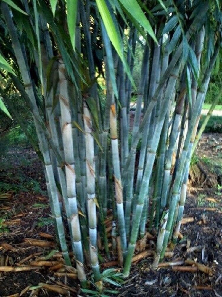 50 Seeds Blue Bamboo Seeds Privacy Plant Garden Clumping Exotic Shade ...