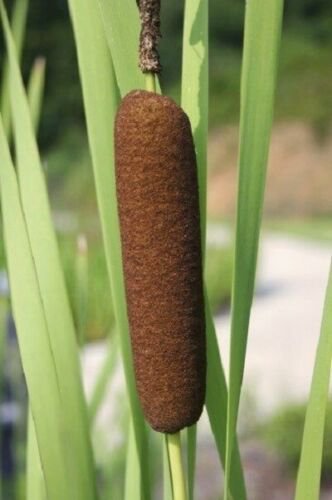 500 Seeds Common Cattail Seeds Pond Seeds Typha latifolia (Seeds)