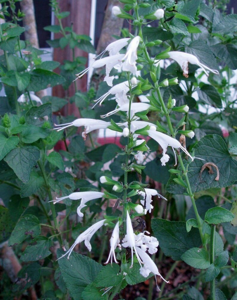 50 Seeds Salvia Seeds Texas Sage Snow Nymph FLOWER (Seeds)