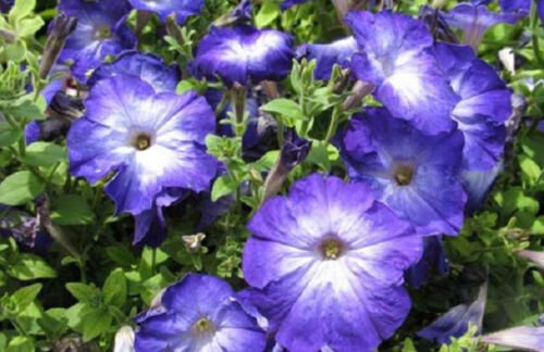 50 Seeds Pelleted Petunia Seeds Merlin Blue Morn (Seeds)