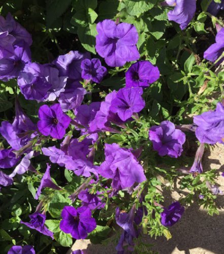 25 Seeds Easy Wave Blue wavepelleted petunia (Seeds)
