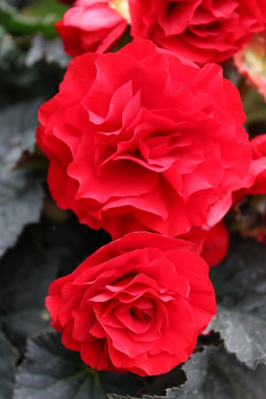 15 Seeds Trailing Begonia Seeds Limitless® Dark Red Pelleted (Seeds)