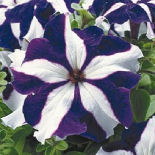 50 Seeds Petunia Seeds Pelleted Seeds Ultra Blue Star Flower (Seeds)