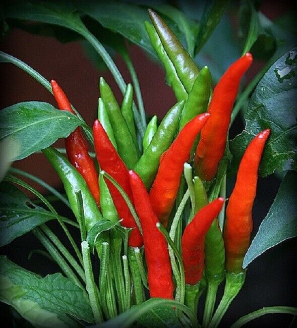 50 Seeds Thai Dragon Hot Pepper Seeds Thai Dragon (Seeds)