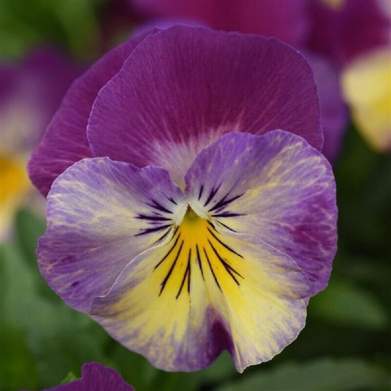 15 Seeds Pansy Seeds Cool Wave Raspberry Swirl Trailing Pansy (HANGING ...