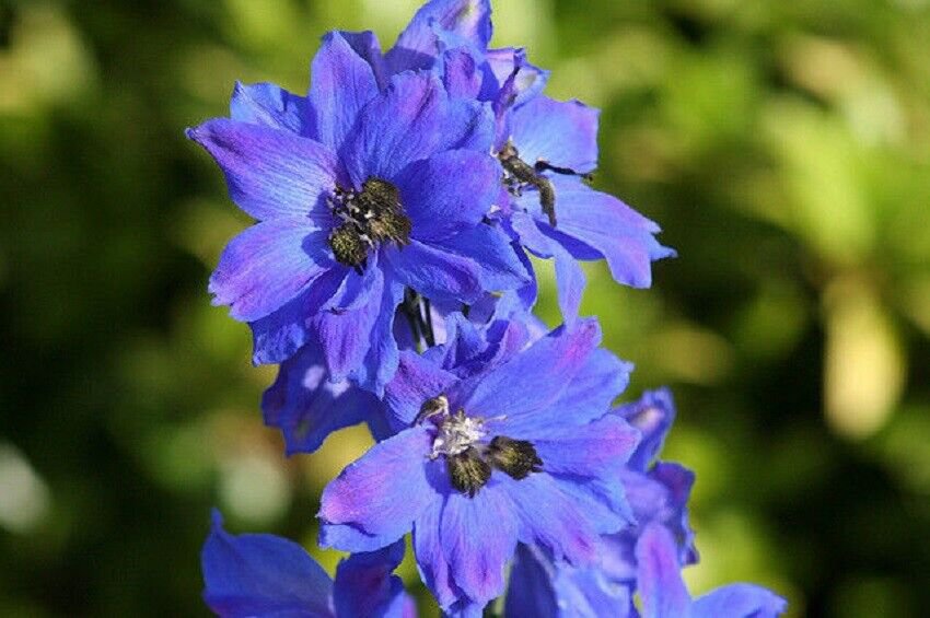 50 Seeds Delphinium Seeds Pacific Giant Blue Jay Flower Seeds ...
