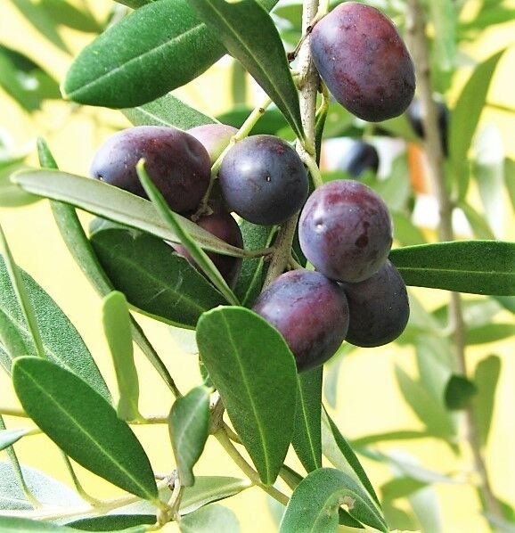 10 Seeds CANINO OLIVE TREE Olea Europaea Edible European Common Green ...