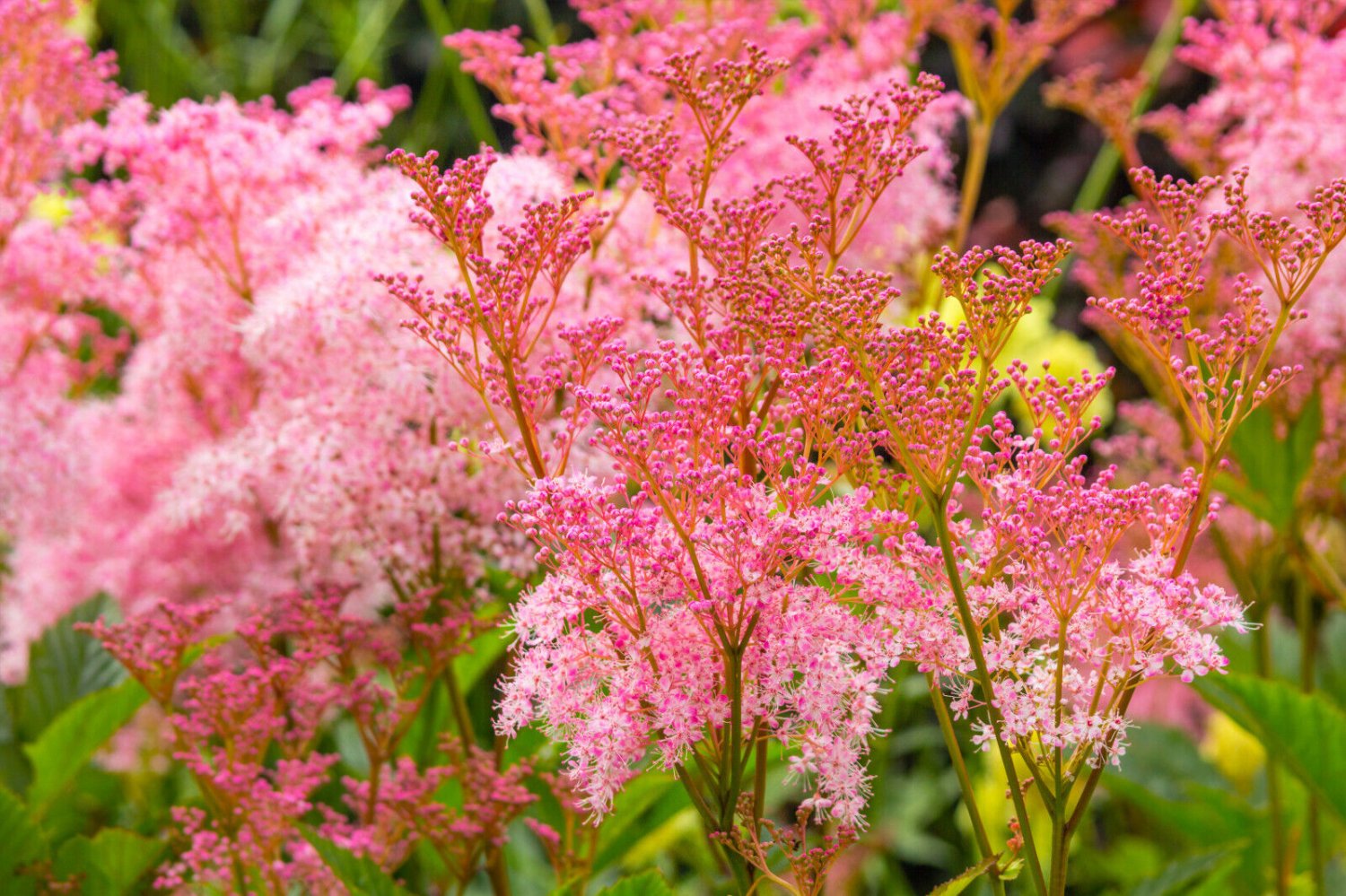 10 Seeds QUEEN Of THE PRAIRIE Pink Meadowsweet Filipendula Rubra Flower ...