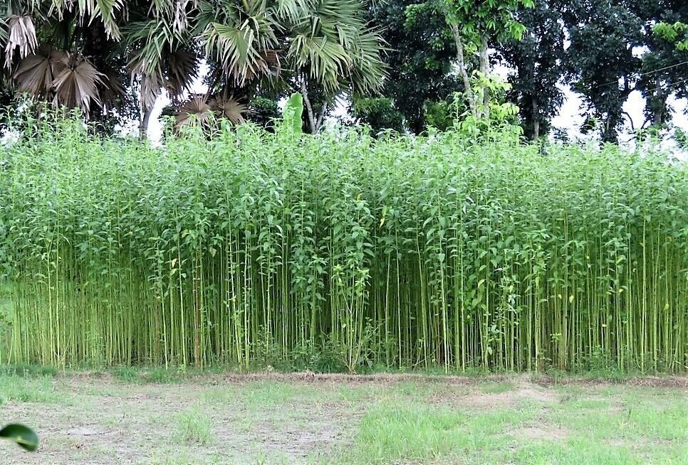 100 Seeds TOSSA JUTE Mallow Corchorus Olitorius African Sorrel Twine ...