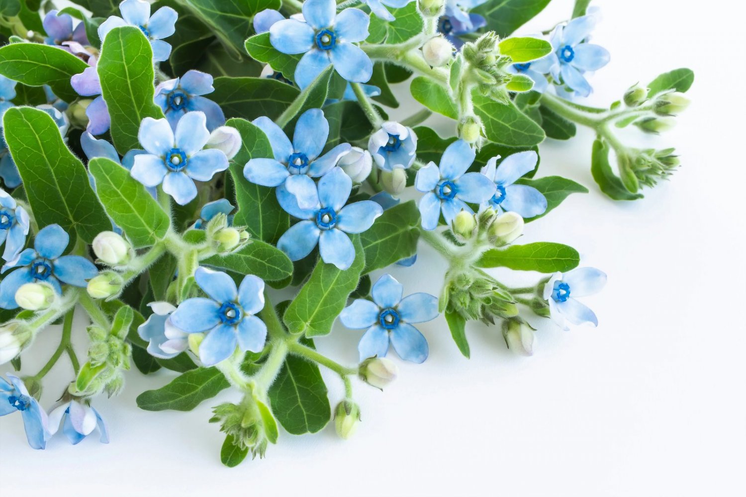 10 Seeds TWEEDIA BLUE MILKWEED Southern Star Caerulea Oxypetalum Flower ...