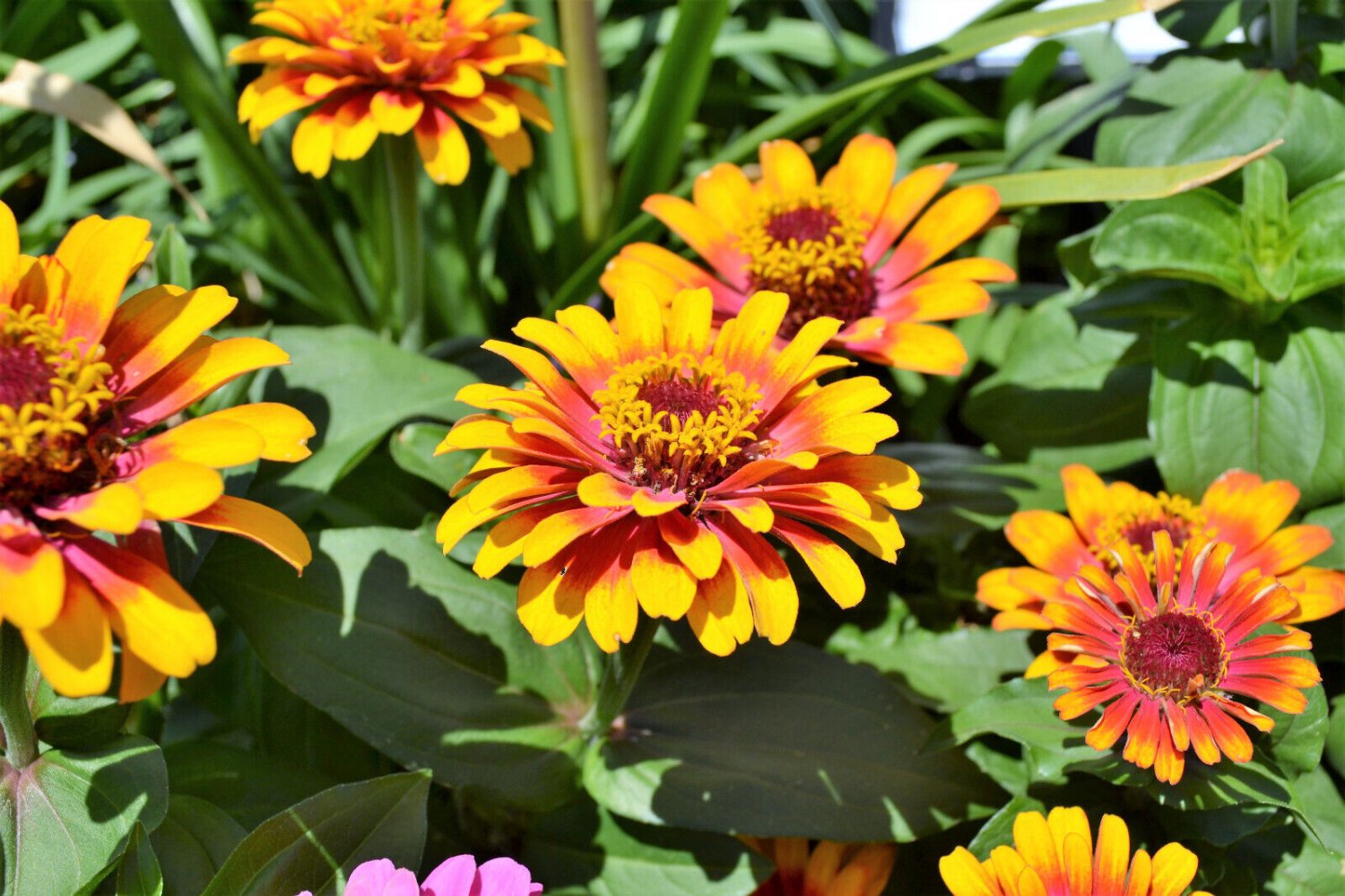 50 Seeds SOMBRERO ZINNIA Elegans Mexican Zinnia Haageana Orange Red ...