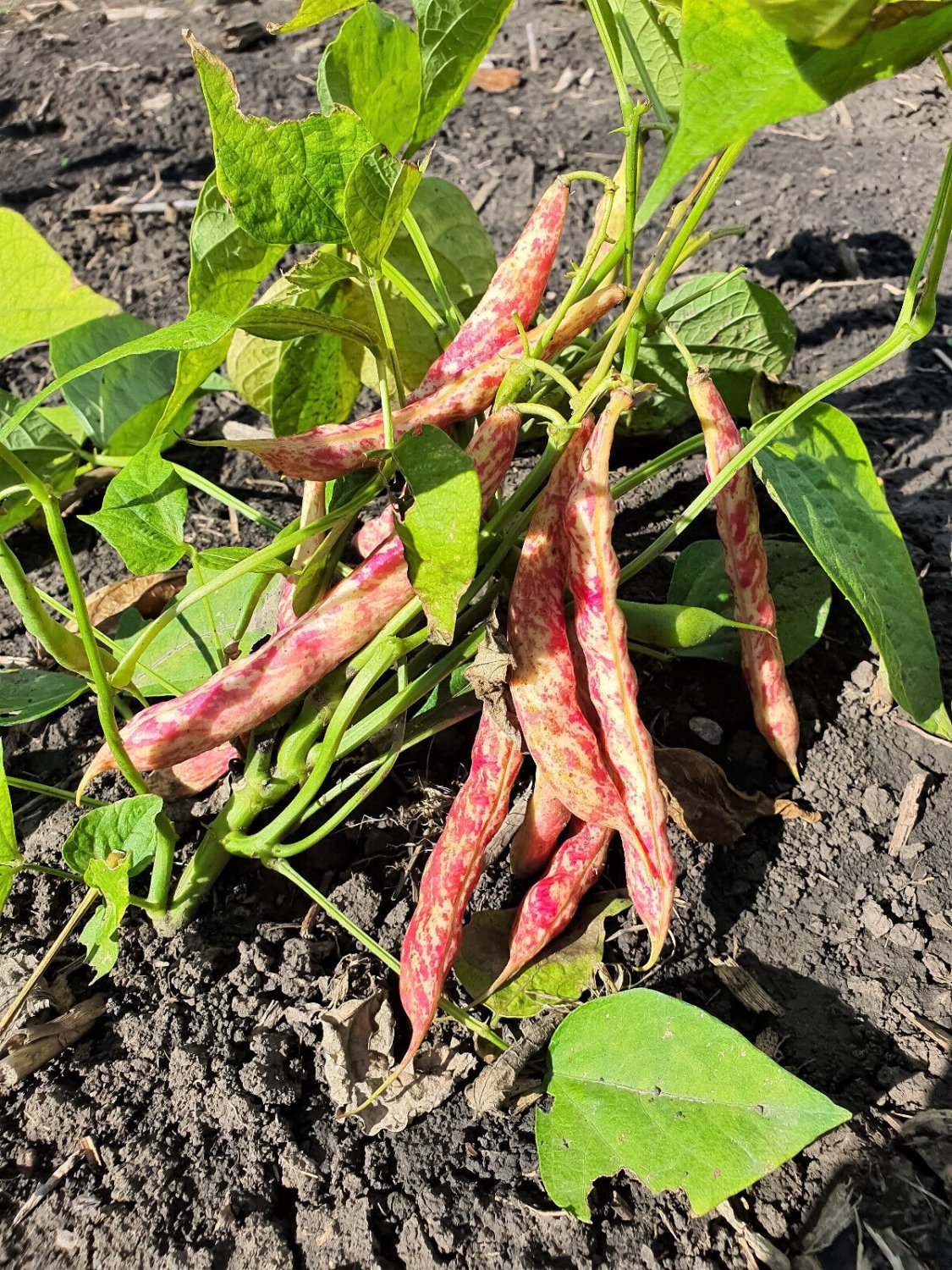 25 Seeds DWARF HORTICULTURE BEAN Taylor Long French Phaseolus Vulgaris ...