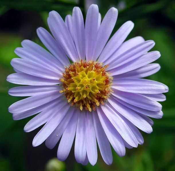 50 Seeds BLUE EAST INDIES ASTER Tongolensis Flower (Seeds)
