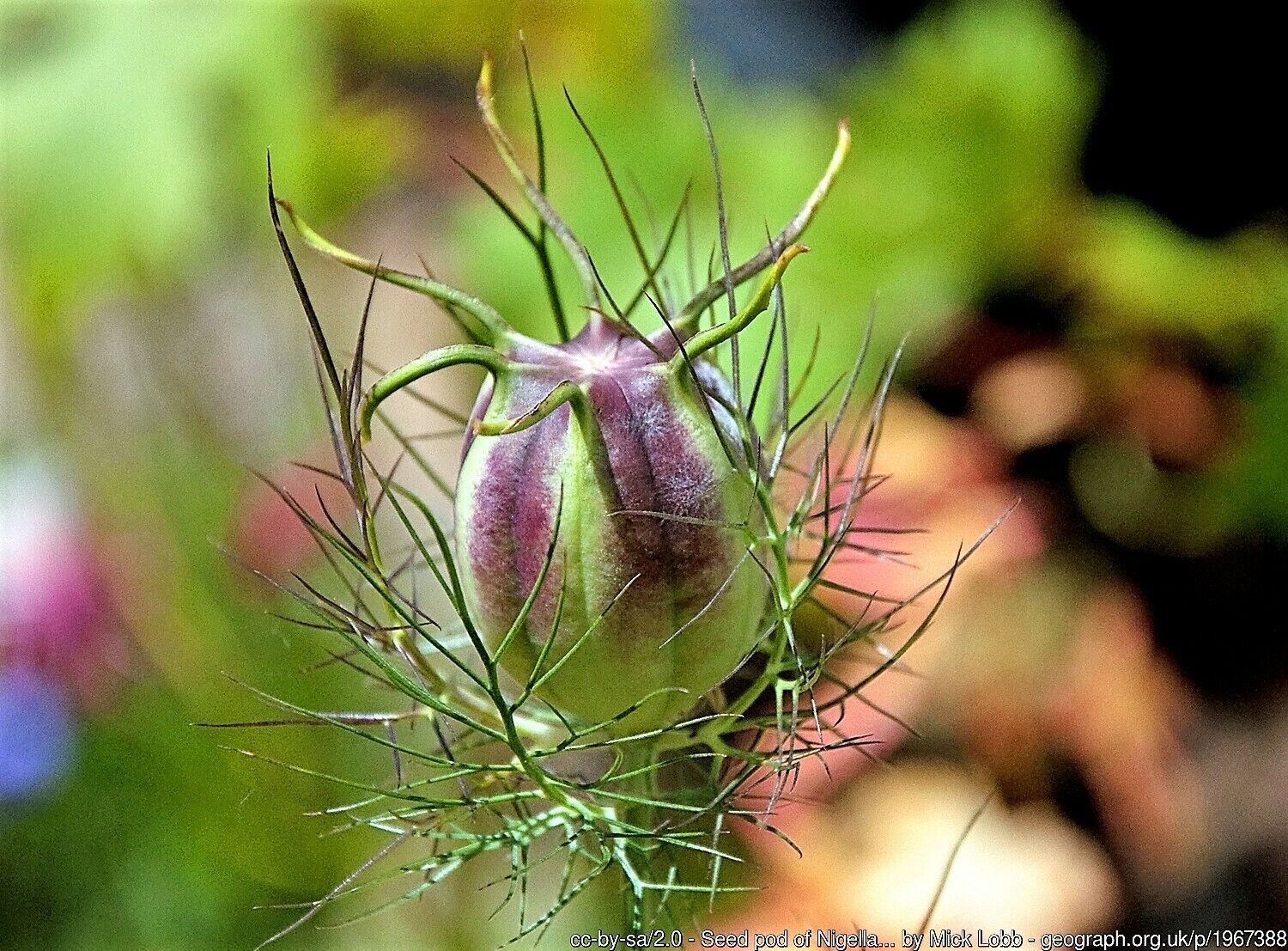 50 Seeds RED POD NIGELLA Damascena Love In A Mist aka Black Pod White ...
