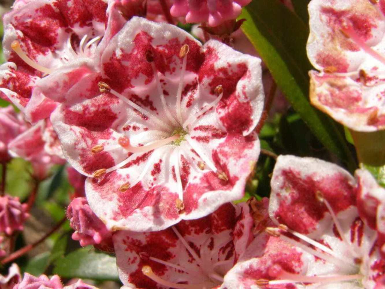 50 Seeds MOUNTAIN LAUREL White Pink Red Kalmia Latifolia Shrub Bush (Seeds)