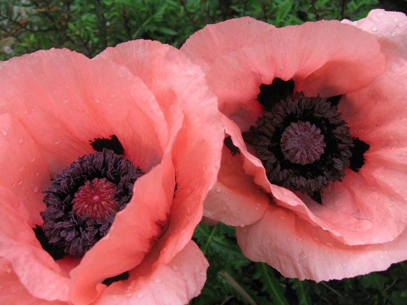 100 Seeds Princess Victoria Louise ORIENTAL POPPY Papaver Orientale ...