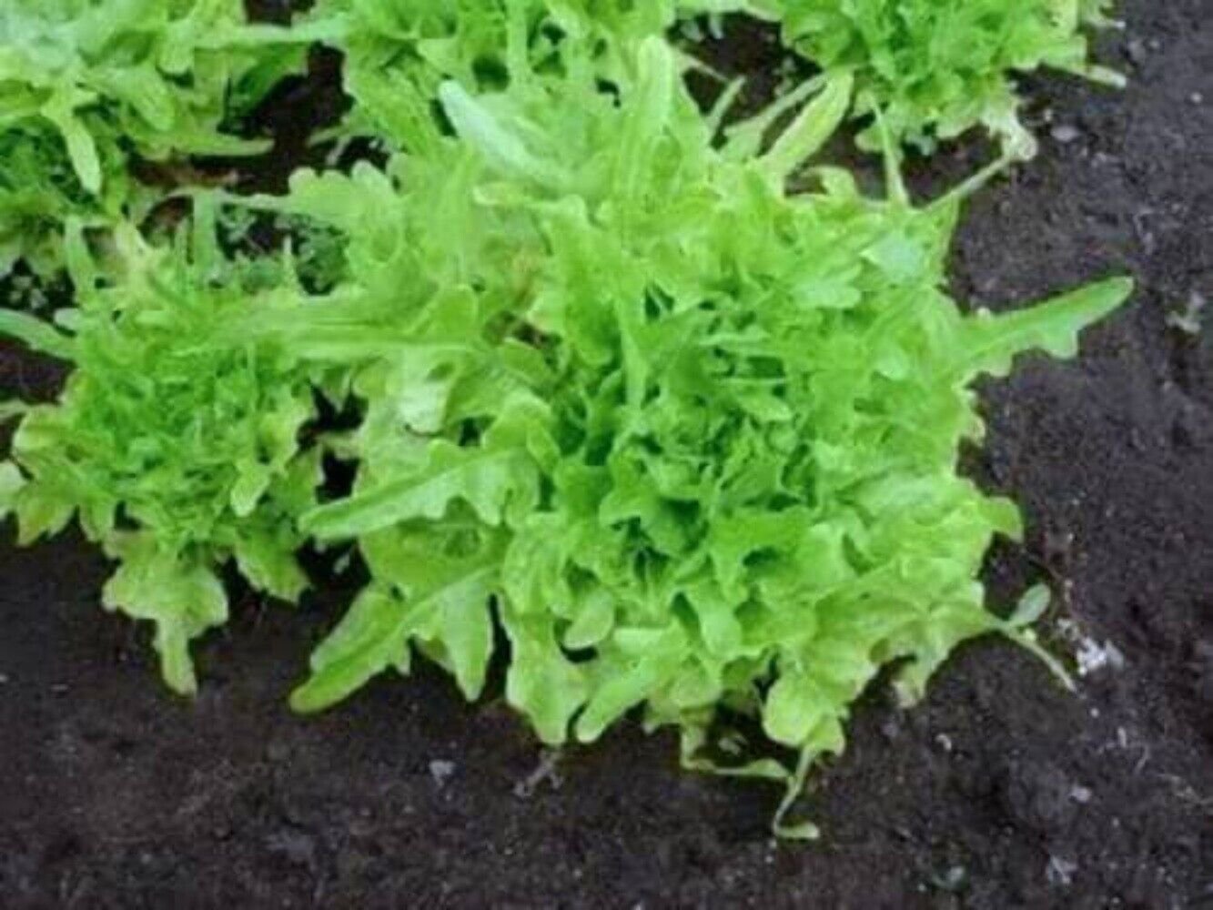 3000 Seeds OAK LEAF LETTUCE Lactuca Sativa Vegetable (Seeds)