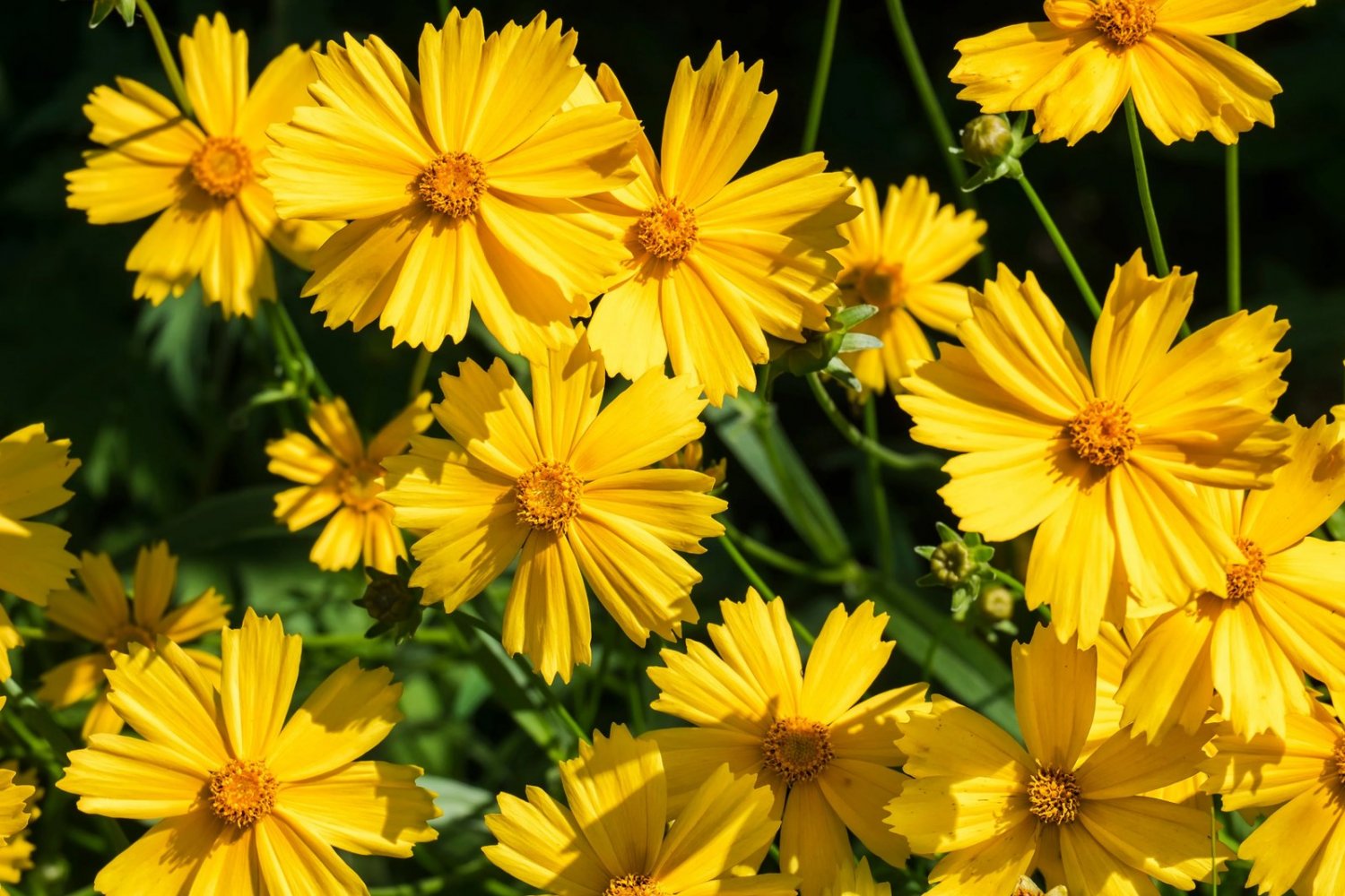 1000 Seeds YELLOW SAND COREOPSIS Lanceolata Lanceleaf Tickseed Flower ...