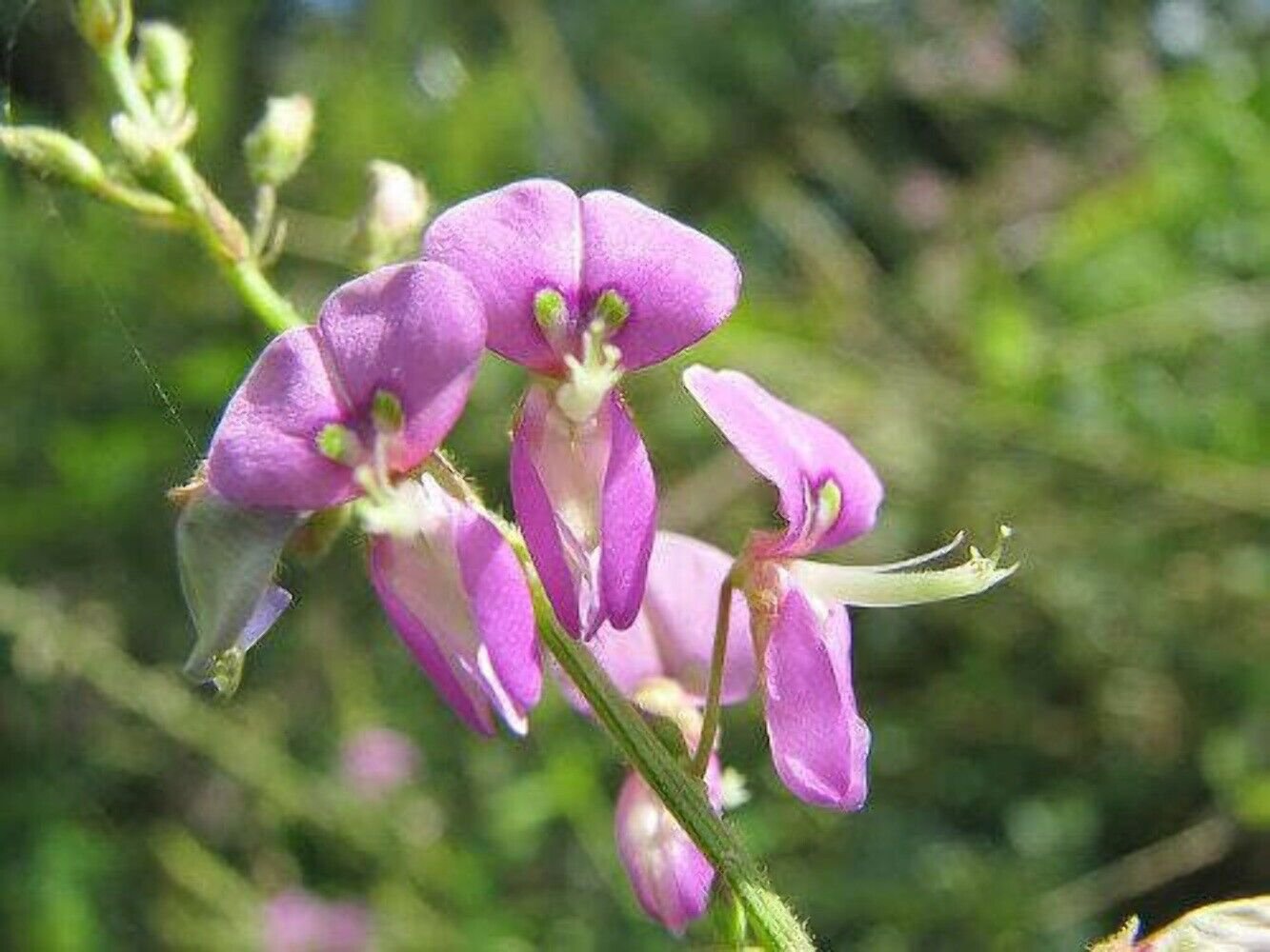 200 Seeds SHOWY PINK TREFOIL Stick Tights Desmodium Canadense Flower ...