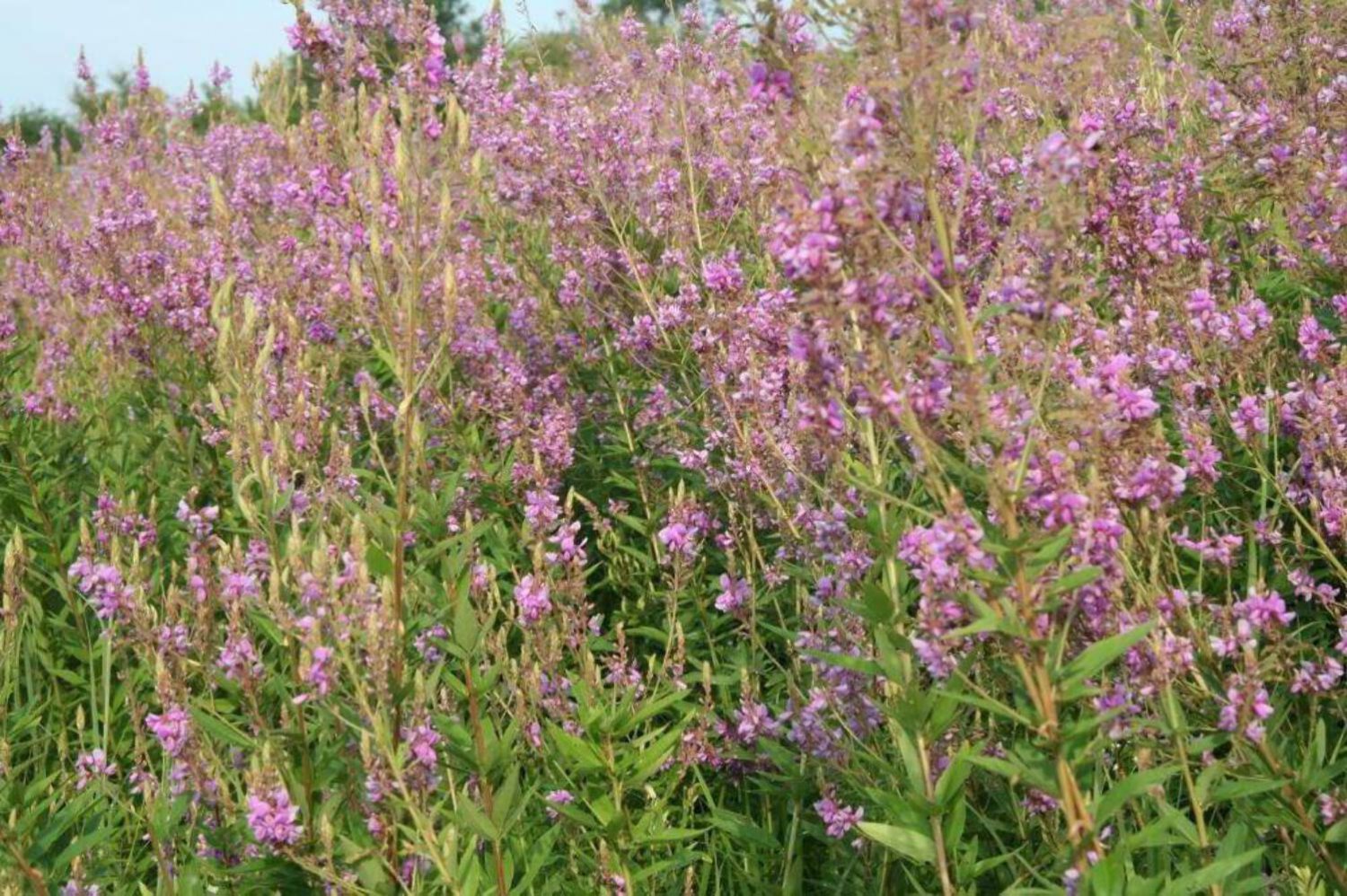 200 Seeds SHOWY PINK TREFOIL Stick Tights Desmodium Canadense Flower ...