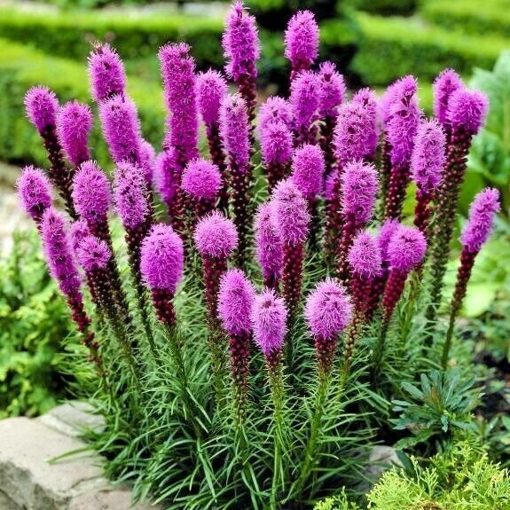 300+ Seeds MARSH Dense BLAZING STAR Seeds Gay Feather Native Wildflower ...