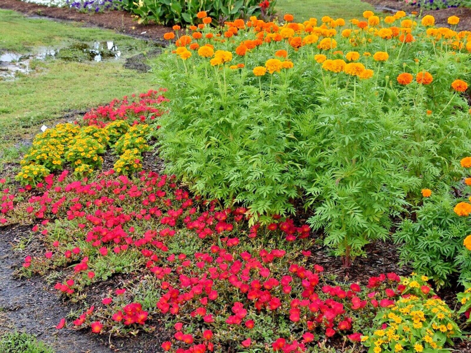 301+ Seeds AFRICAN MARIGOLD Flower Seeds 3' Tall Container Pollinators ...