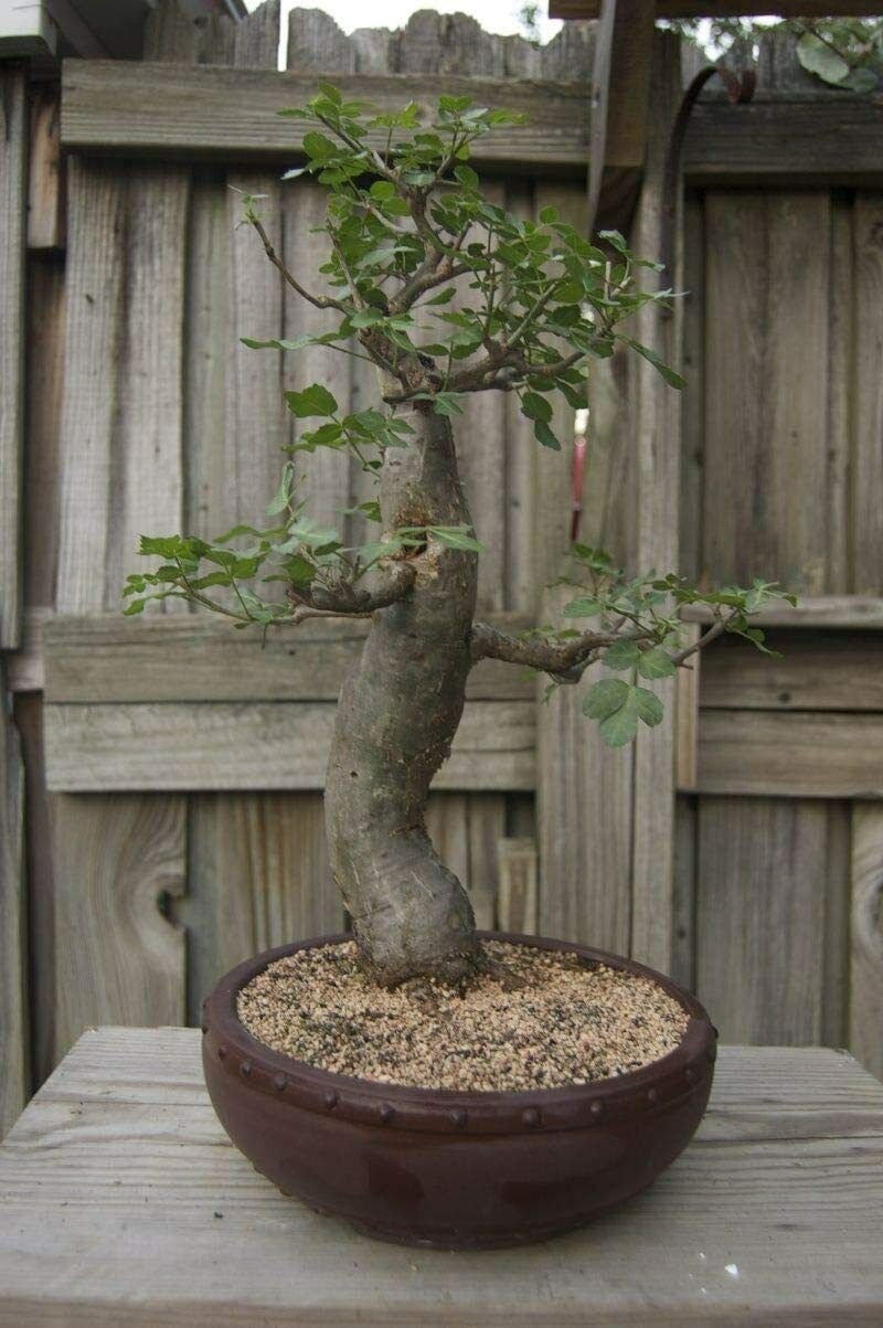 5 Seeds Baobab Bonsai Tree Seeds to Grow - Highly Prized Baobab Tree ...