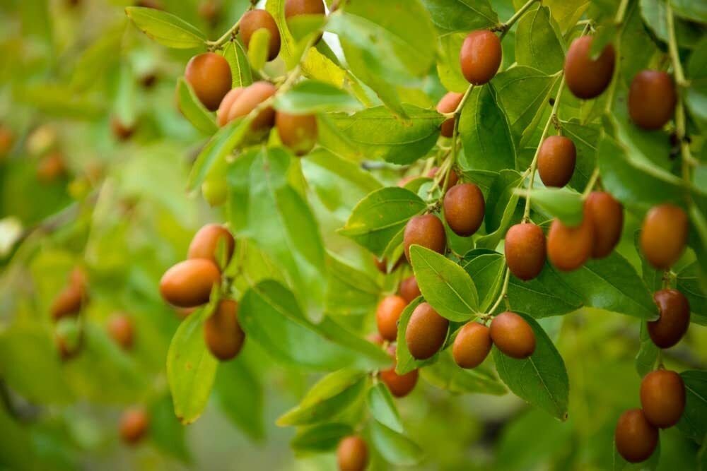6 Seeds Chinese Date Tree Seeds for Planting Jujube Chinese Date Tsao ...