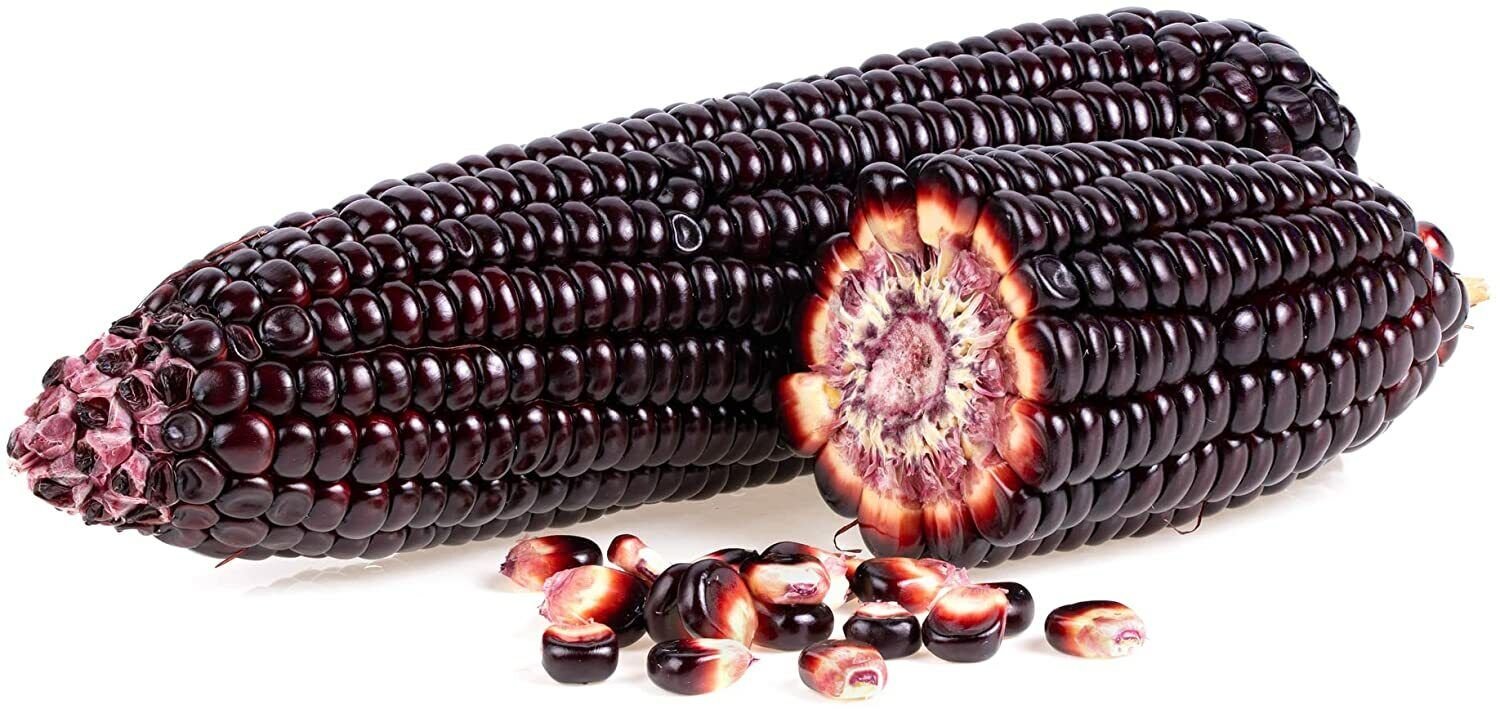 50 Seeds Rare Purple Popcorn Seeds for Planting Exotic Edible Corn (Seeds)