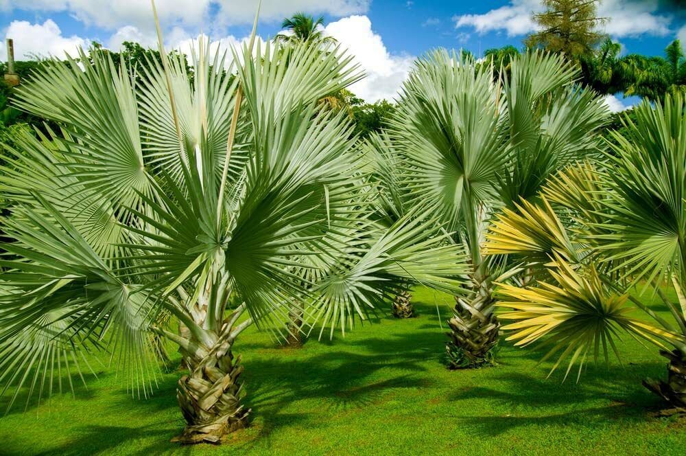 20 Seeds Mexican Fan Palm Tree Seeds Washingtonia Robusta Premium ...