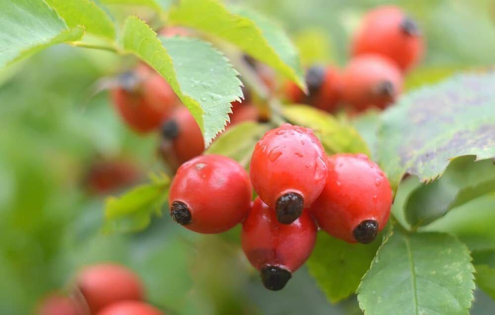 50 Seeds Dog Rose Bush Seeds to Plant Rosa canina Beautiful Flowers ...