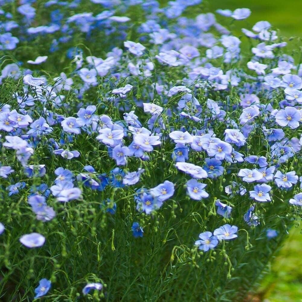 1000 Seeds Blue Flax Seeds for Planting - Blue Wildflower (Seeds)