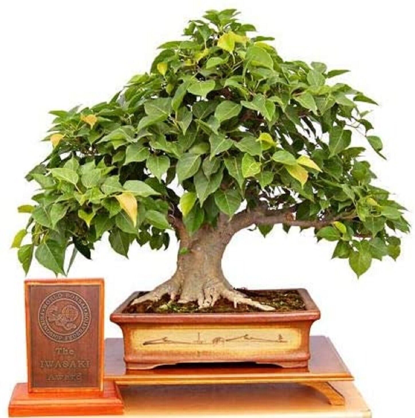 25+ Seeds Sacred Fig Bonsai Tree Seeds Ficus Religiosa, Sacred Ficus ...