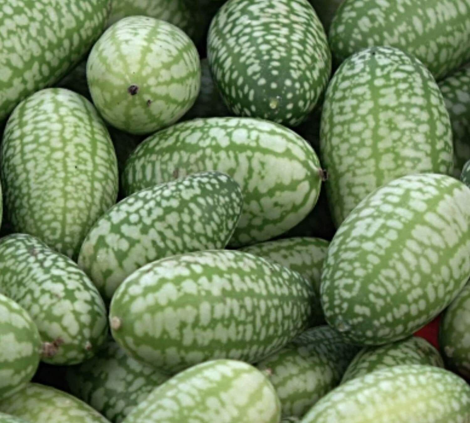 10 Seeds Mouse Melon Seeds Mexican Gherkin Dwarf Watermelon (Seeds)