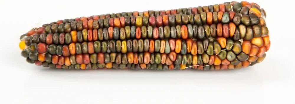 100 Seeds Earth Tones Dent Corn Seeds for Planting (Seeds)