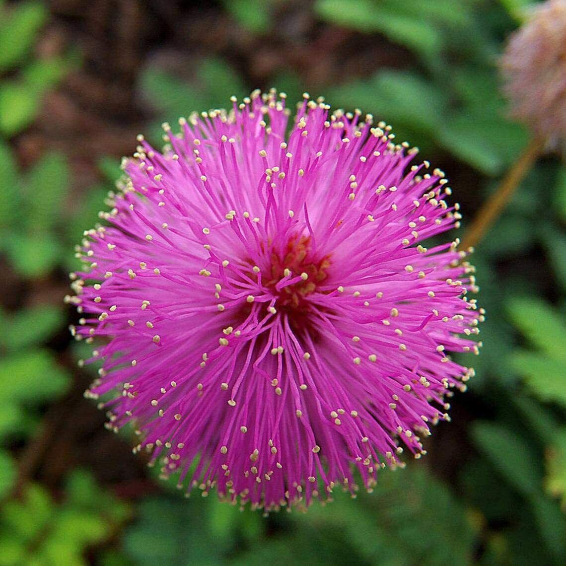50 Seeds Sleeping Grass (Seeds)