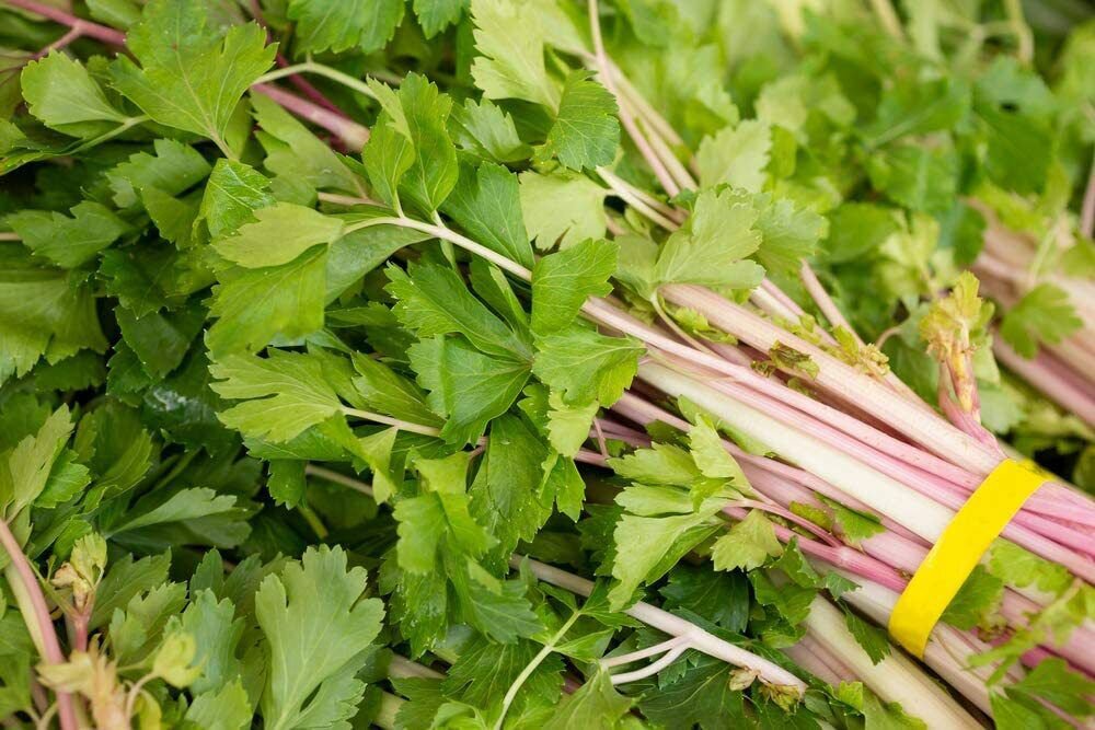 50 Seeds Pink Celery Seeds Chinese Apium Graveolens Heirloom Non GMO ...