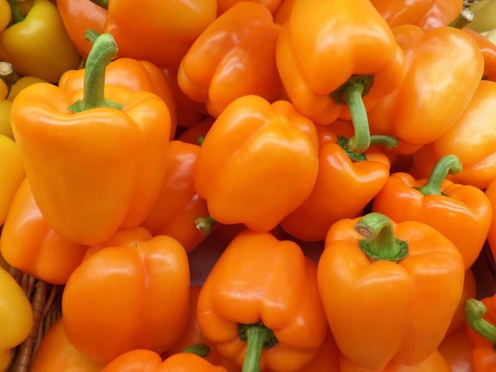 100 Seeds Cali Golden Bell Pepper Seeds to Plant Versatile Pepper for ...