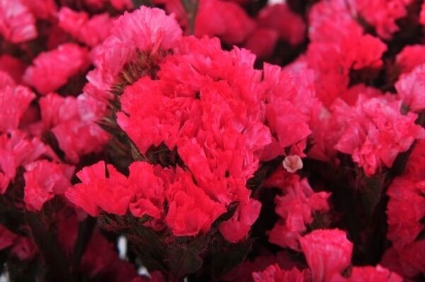 50+ SEEDS ROSEY RED STATICE FLOWER SEEDS LONG LASTING ANNUAL (Seeds)