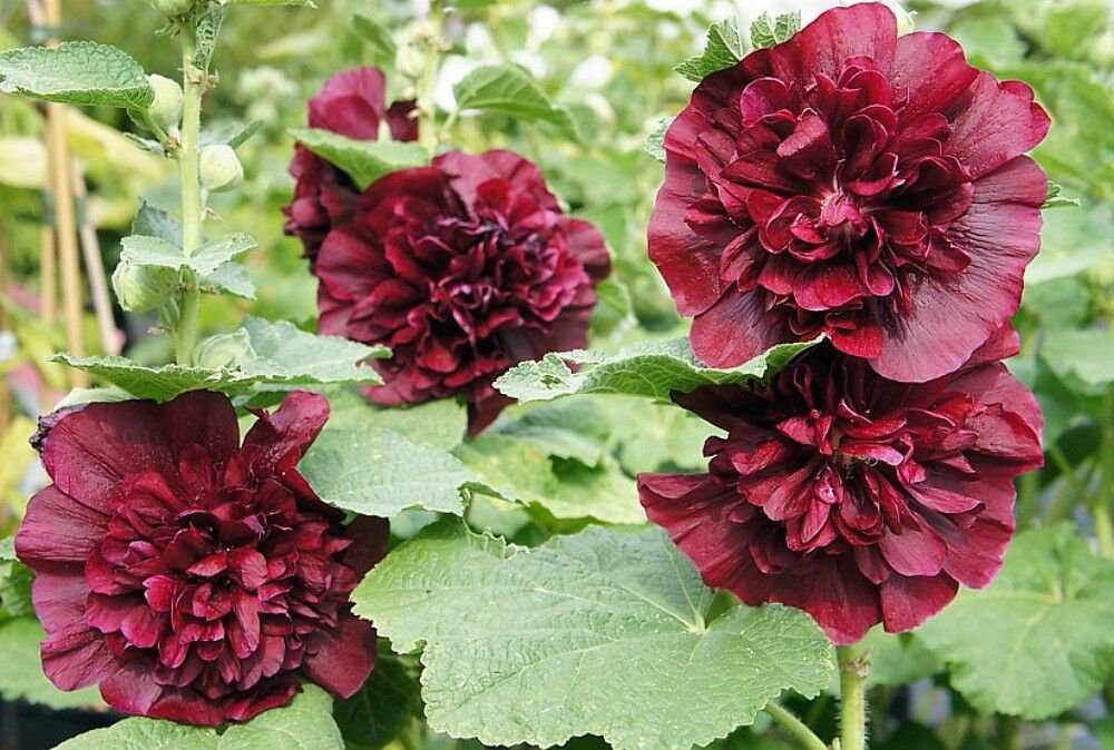 30+ SEEDS MAROON GIANT DANISH DOUBLE HOLLYHOCK FLOWER SEEDS PERENNIAL ...