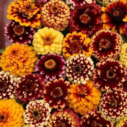 50+ SEEDS AZTEC SUNSET MIX ZINNIA FLOWER SEEDS LONG LASTING ANNUAL (Seeds)