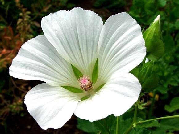 20+ SEEDS WHITE MALOPE TRIFIDA FLOWER SEEDS MALLOW ANNUAL EARLY SPRING ...