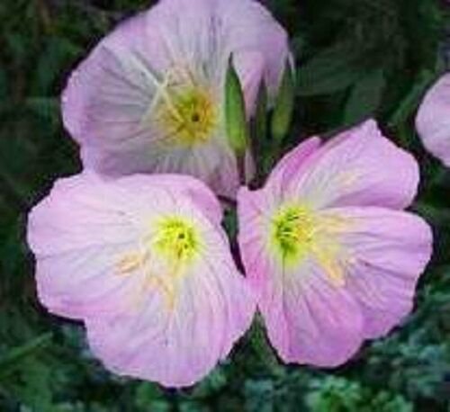 40+ SEEDS SHOWY PINK EVENING PRIMROSE SWEET SCENTED OENOTHERA ELATA ...