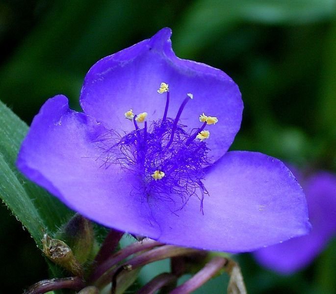 30+ SEEDS DARK BLUE TRADESCANTIA SPIDERWORT FLOWER SEEDS PERENNIAL (Seeds)