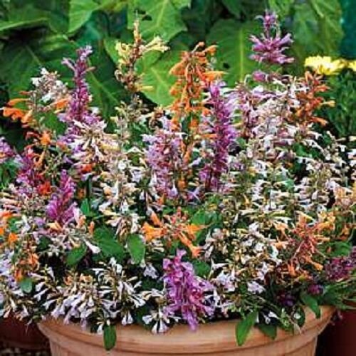 30+ SEEDS AGASTACHE FRAGRANT DELIGHT FLOWER SEED MIX PERENNIAL (Seeds)