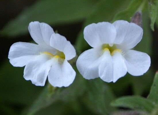 50+ SEEDS WHITE MIMULUS MONKEY FLOWER" FLOWER SEEDS LONG LASTING ANNUAL ...