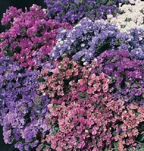 50+ SEEDS STATICE "PACIFIC MIX" FLOWER SEEDS ANNUAL (Seeds)