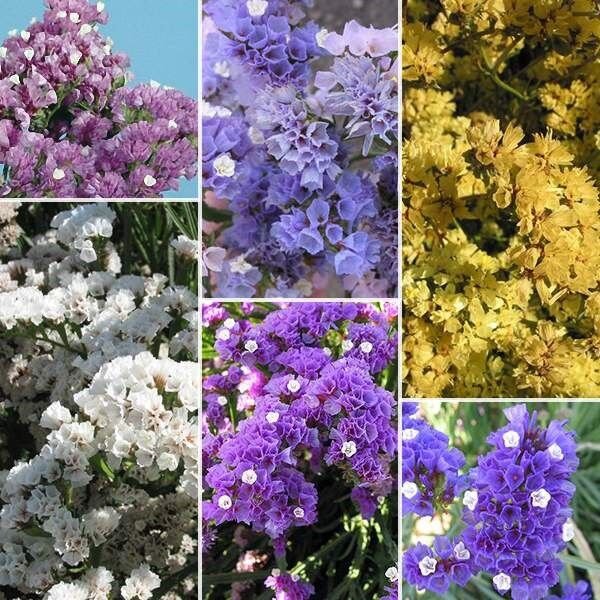 50+ SEEDS STATICE PASTEL SHADES FLOWER SEEDS MIX Long Last ANNUAL (Seeds)