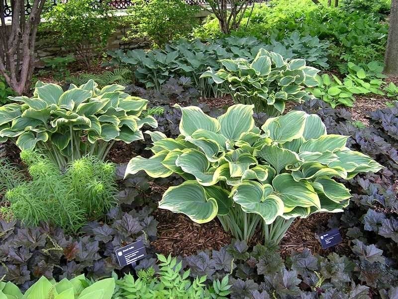 5 Seeds Hosta Sagae BLUE & GOLD VARIEGATED LEAVES (Seeds)